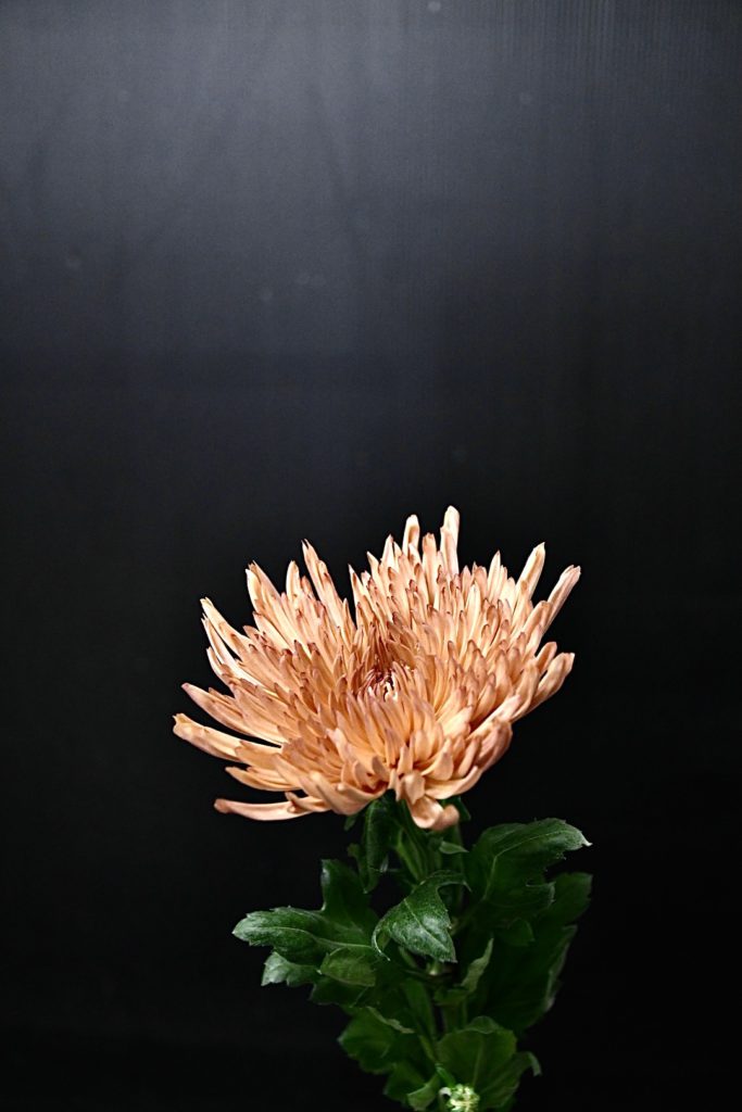 KOTA Photo ディスバッドマム オレンジ | 九州大田花き