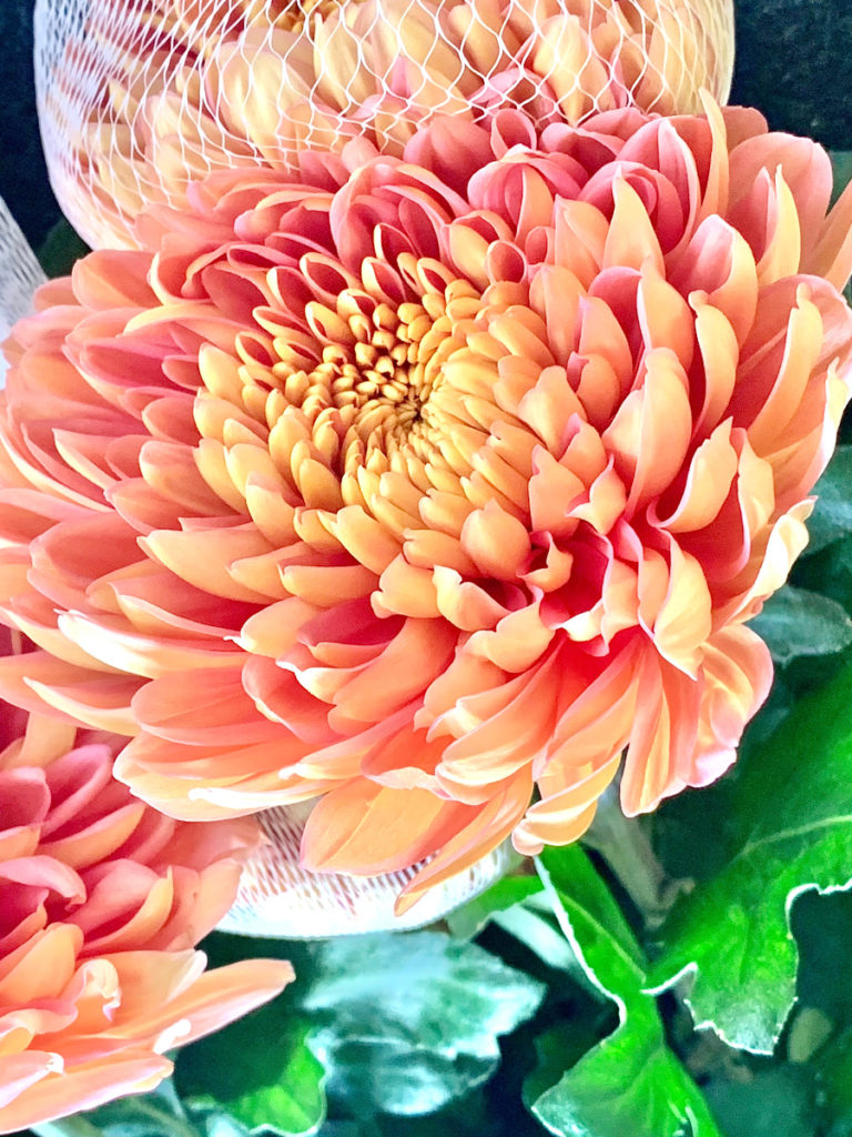 KOTA Photo ディスバッドマム オレンジ | 九州大田花き