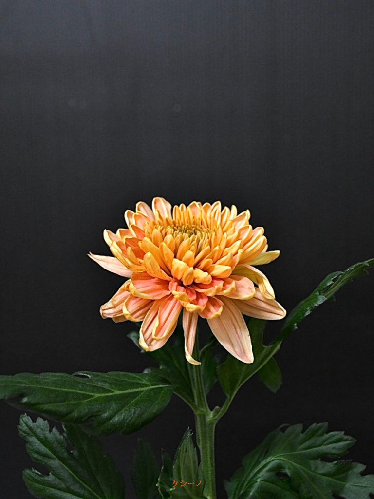 KOTA Photo ディスバッドマム オレンジ | 九州大田花き