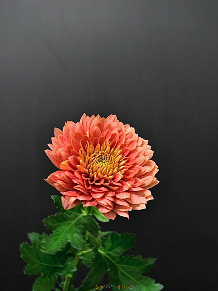 KOTA Photo ディスバッドマム オレンジ | 九州大田花き