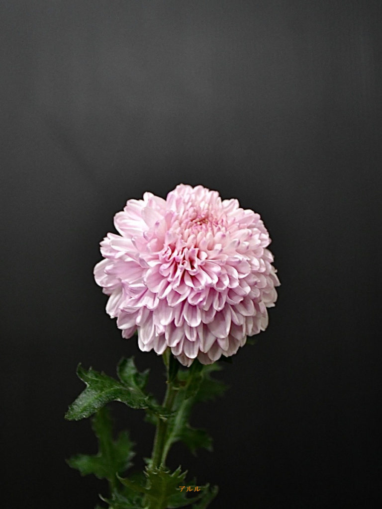 KOTA Photo ディスバッドマム ピンク | 九州大田花き