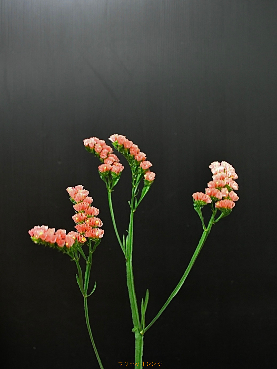 KOTA Photo リモニュームシヌアータ オレンジ | 九州大田花き