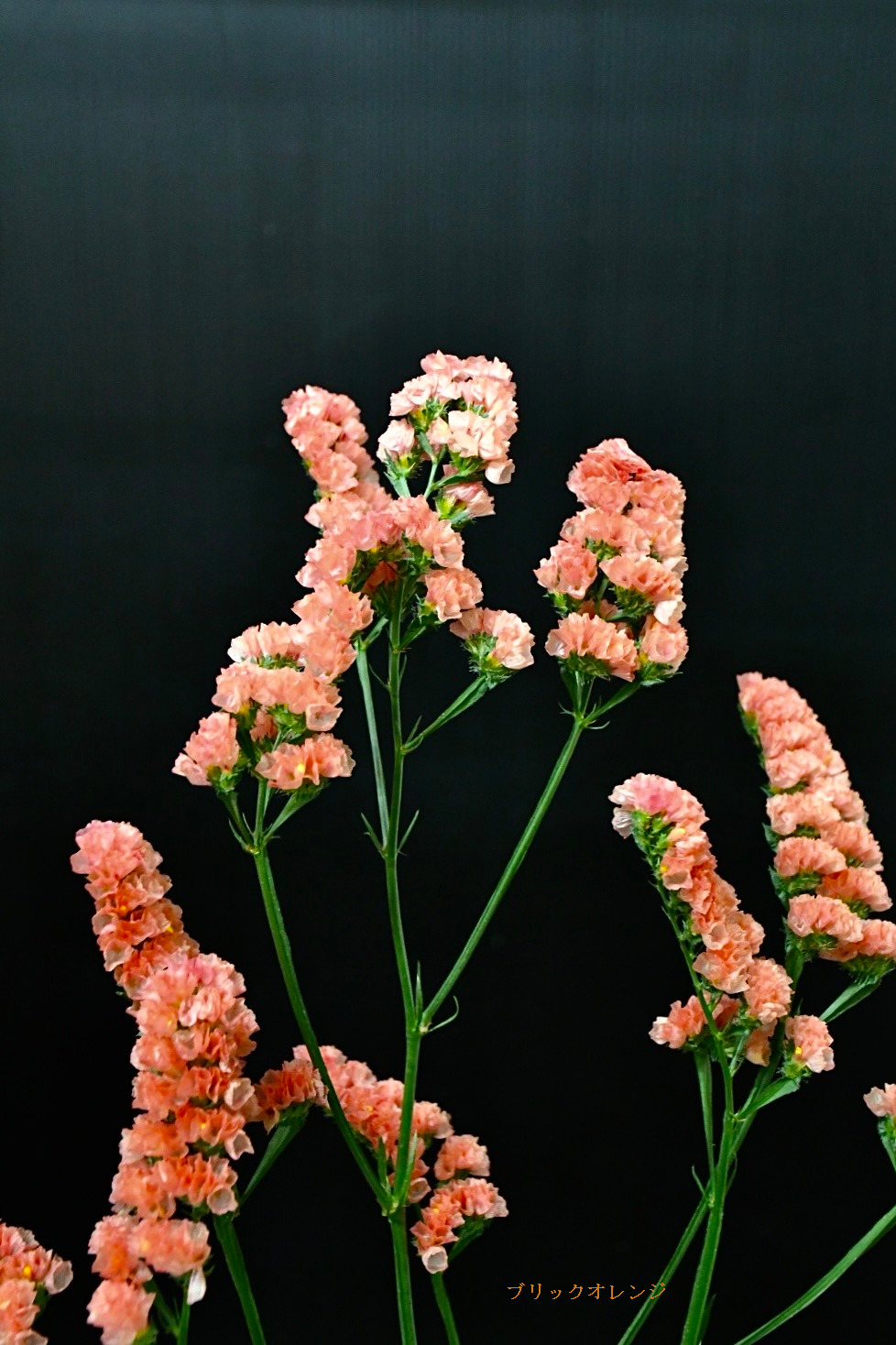 KOTA Photo リモニュームシヌアータ オレンジ | 九州大田花き