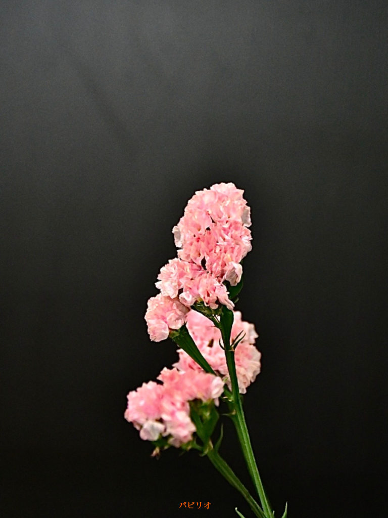 KOTA Photo リモニュームシヌアータ オレンジ | 九州大田花き