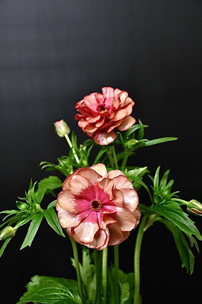 KOTA Photo ラナンキュラス ピンク | 九州大田花き