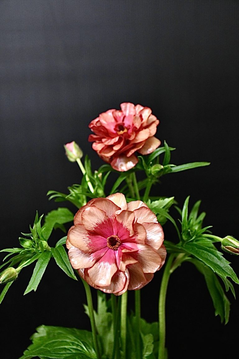 KOTA Photo ラナンキュラス ピンク | 九州大田花き