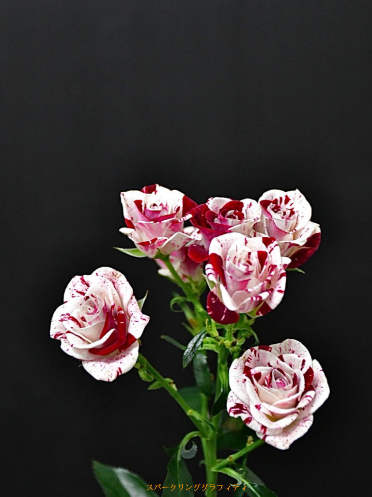 KOTA Photo バラ 複色 | 九州大田花き