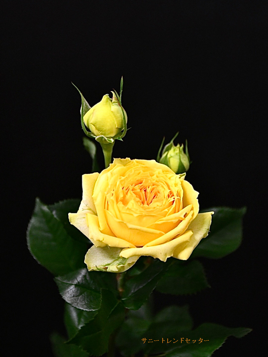 KOTA Photo バラ 黄 | 九州大田花き