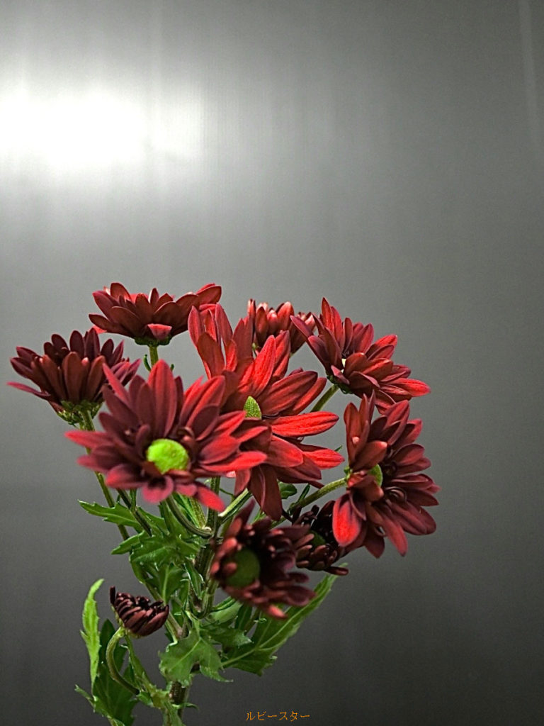 KOTA Photo SPキク 赤 | 九州大田花き