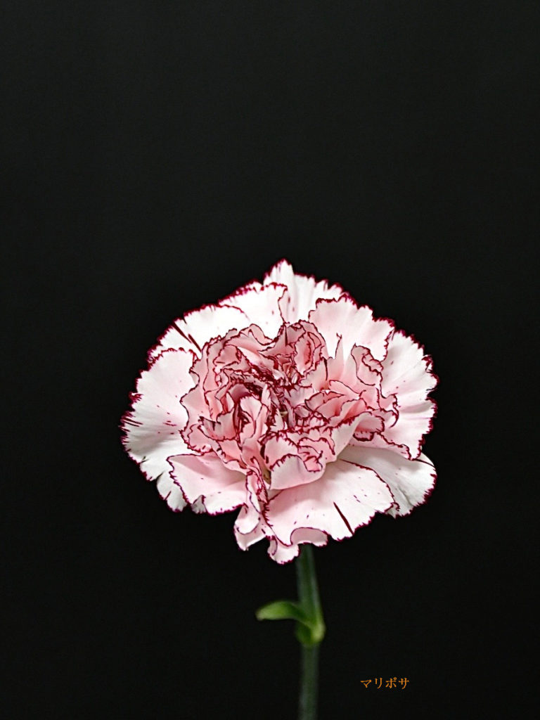 KOTA Photo カーネーション（スタンダード） 複色 | 九州大田花き