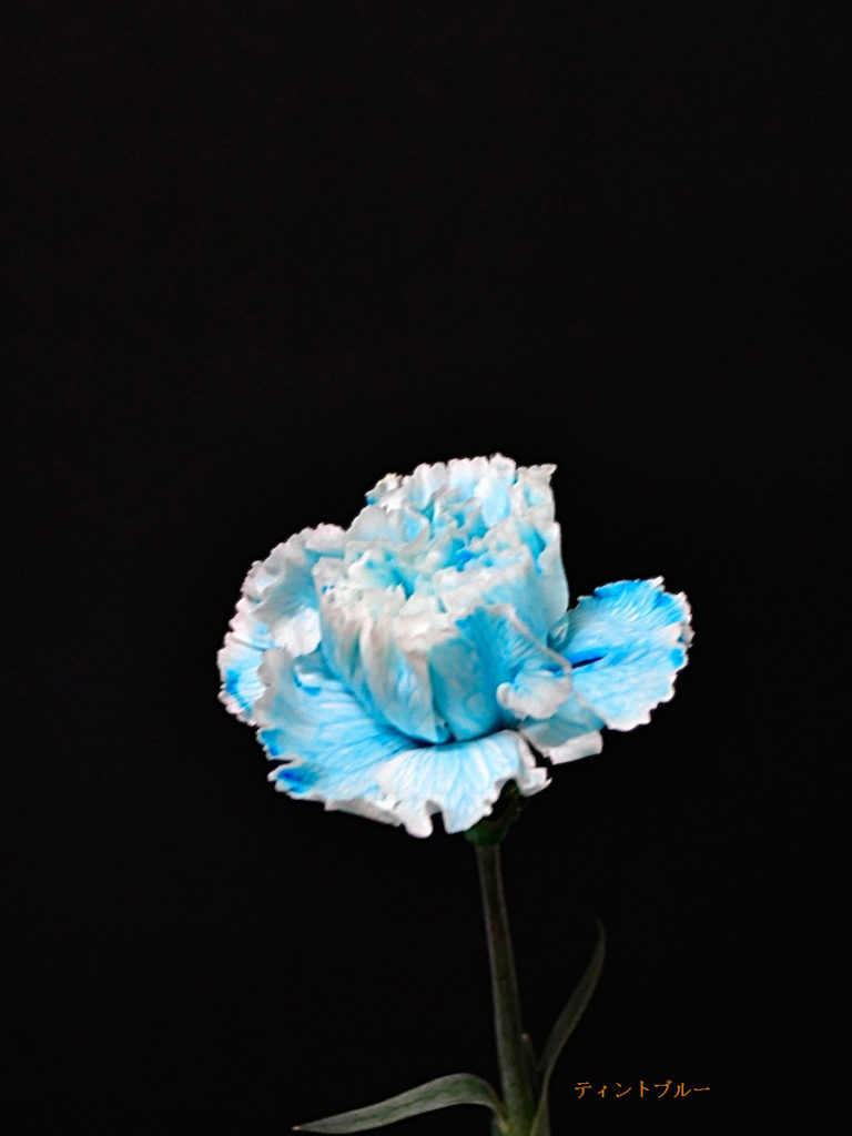 KOTA Photo カーネーション（スタンダード） 青 | 九州大田花き