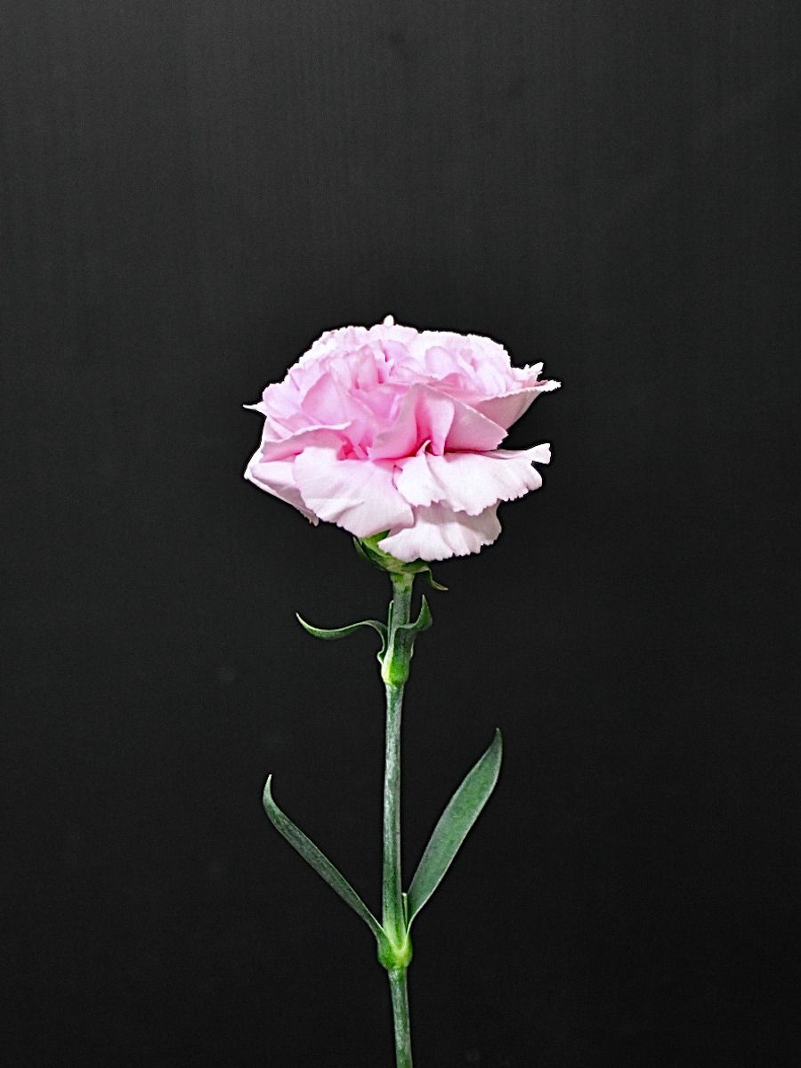 KOTA Photo カーネーション（スタンダード） ピンク | 九州大田花き