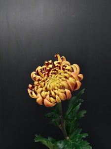 KOTA Photo ディスバッドマム オレンジ | 九州大田花き