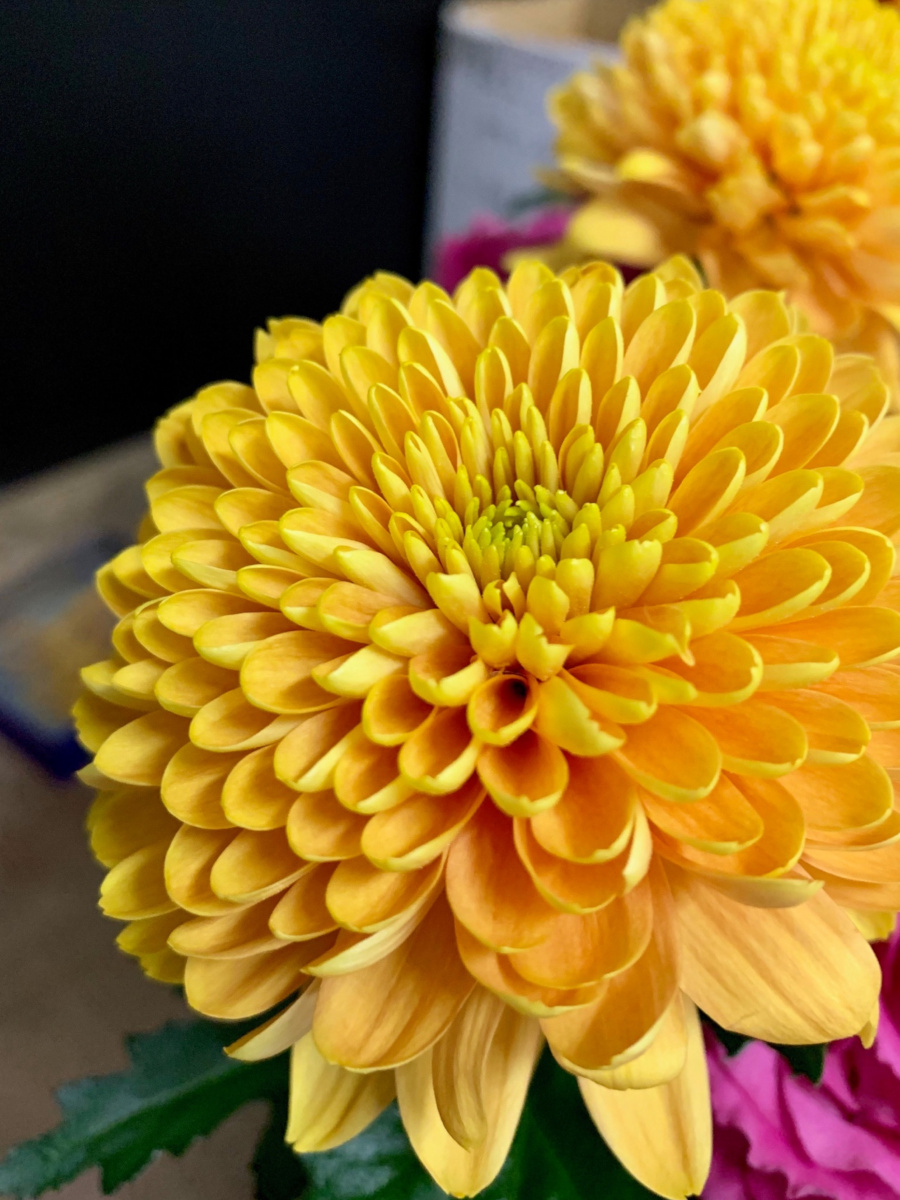 KOTA Photo ディスバッドマム オレンジ | 九州大田花き