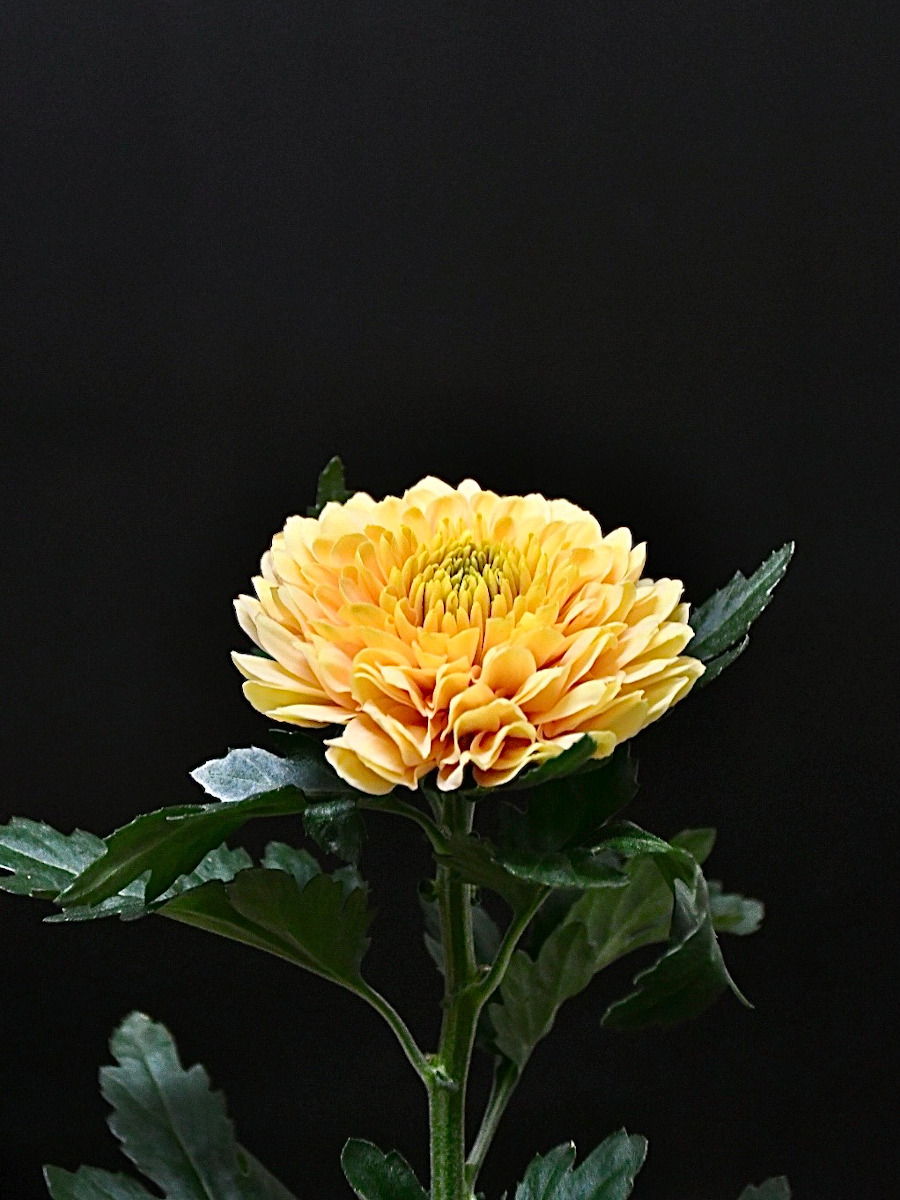 KOTA Photo ディスバッドマム オレンジ | 九州大田花き