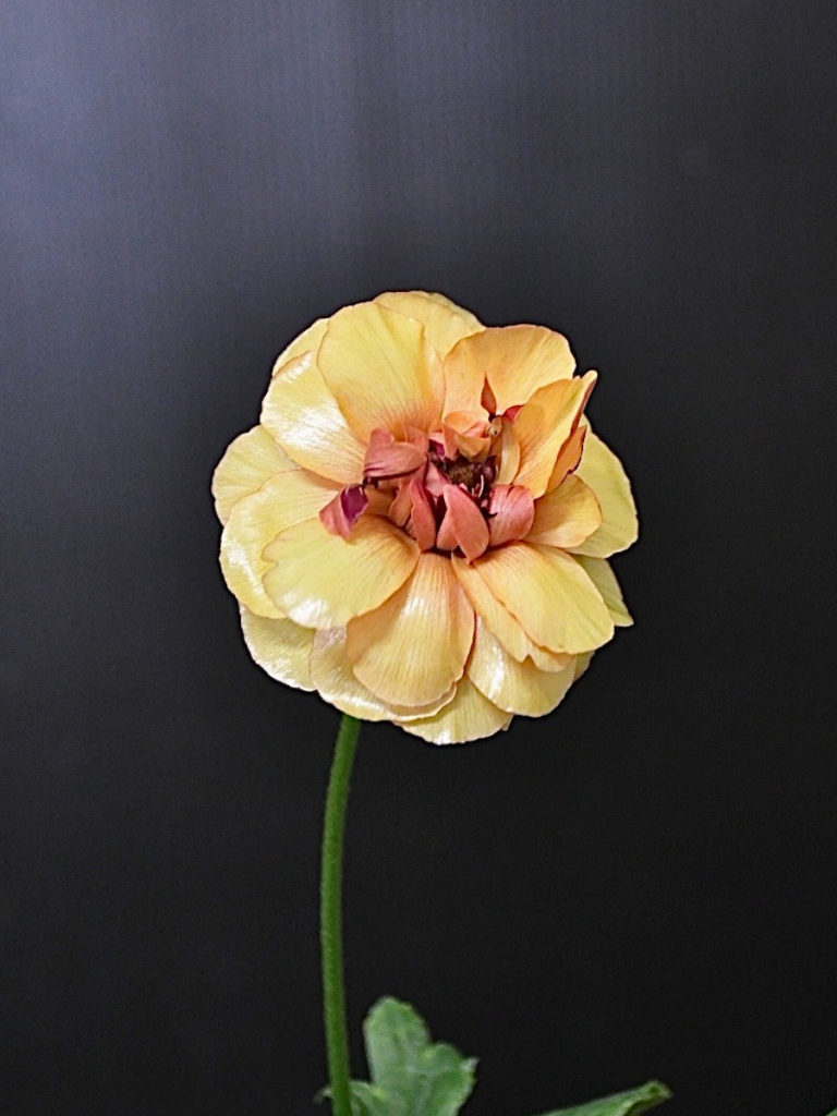 KOTA Photo ラナンキュラス 茶 | 九州大田花き