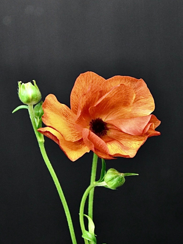 KOTA Photo ラナンキュラス オレンジ | 九州大田花き