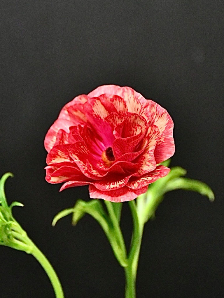 KOTA Photo ラナンキュラス ピンク | 九州大田花き