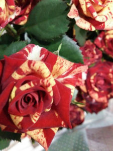 KOTA Photo バラ 複色 | 九州大田花き