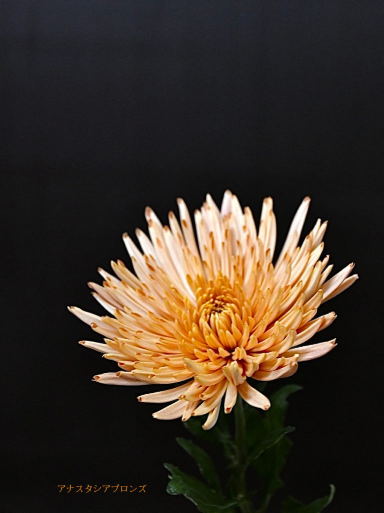 KOTA Photo ディスバッドマム オレンジ | 九州大田花き