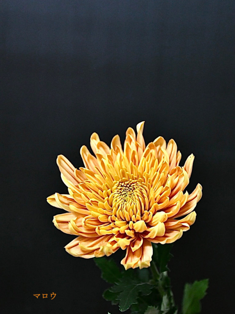 KOTA Photo ディスバッドマム オレンジ | 九州大田花き