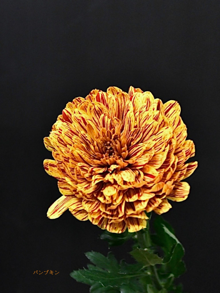 KOTA Photo ディスバッドマム オレンジ | 九州大田花き