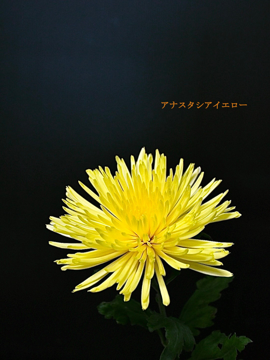 KOTA Photo ディスバッドマム 黄 | 九州大田花き